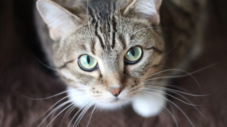 Wie kann ich meiner Katze zeigen, dass ich sie Liebe? 2026 - Pfotenforscher