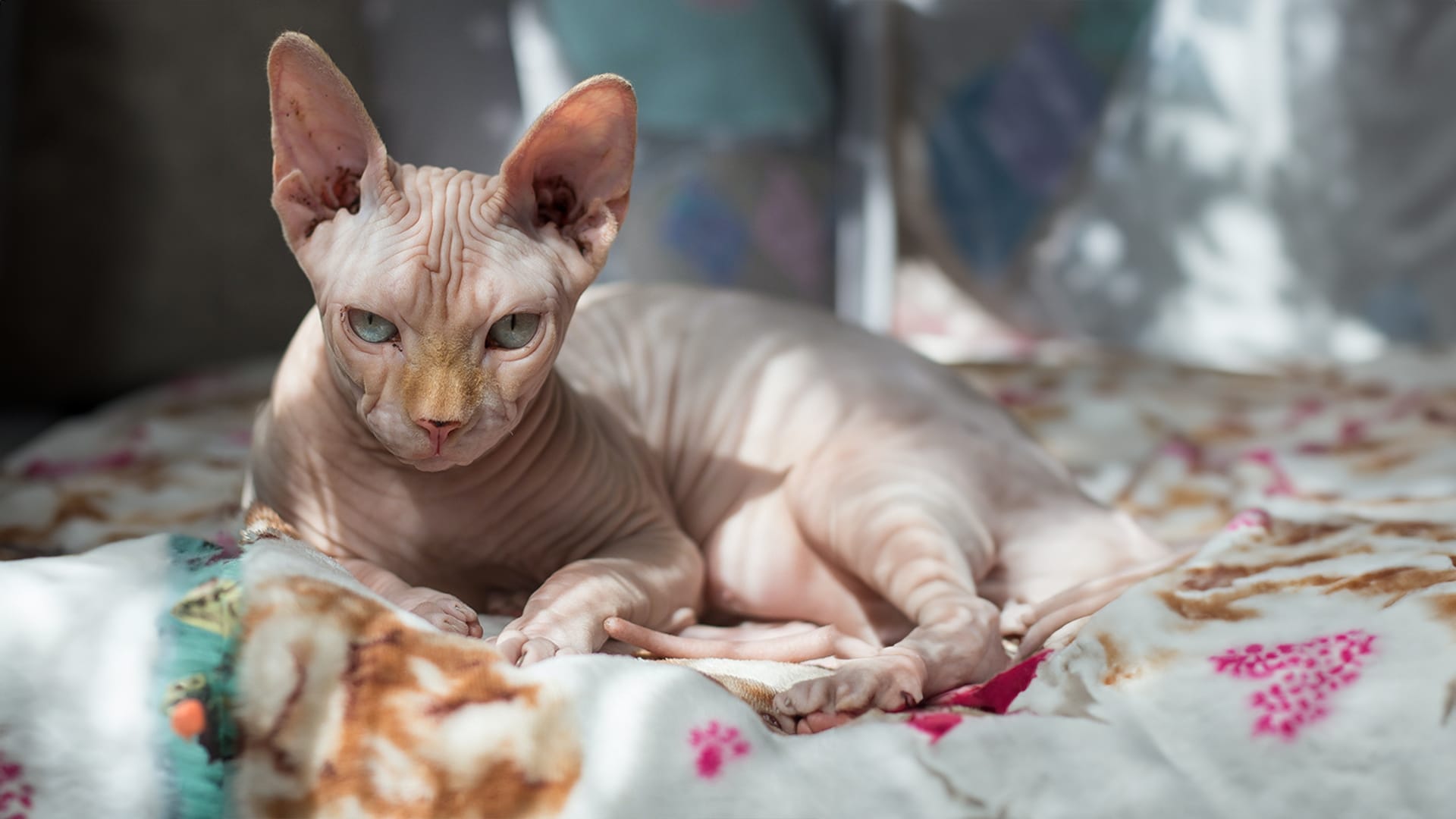 11 Dinge die Katzen hassen! 2026 - Pfotenforscher